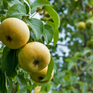 20th Century Asian Pear Tree - Bob Wells Nursery - U.S. Shipping