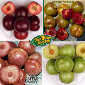 Multi-Graft 4 N 1 Pluot Tree - Bob Wells Nursery - U.S. Shipping