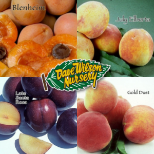 Multi-Graft Fruit Salad Tree - Bob Wells Nursery - U.S. Shipping