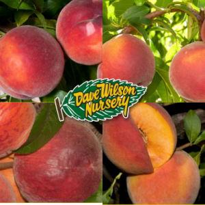 Peach Trees for Sale - Bob Wells Nursery