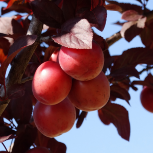 Plum Trees - Bob Wells Nursery at Sorelle Farms - Mineola, TX