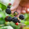 Bob Wells Nursery - Grow Your Own Food - U.S. Shipping