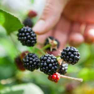 Buy Berries Online - Bob Wells Nursery - U.S. Shipping
