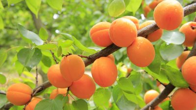 Katy Apricot Tree - Bob Wells Nursery - U.S. Shipping