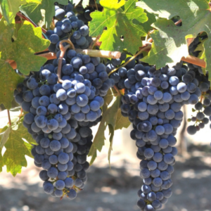 Fredonia Blue Grape Vine - Bob Wells Nursery - U.S. Shipping