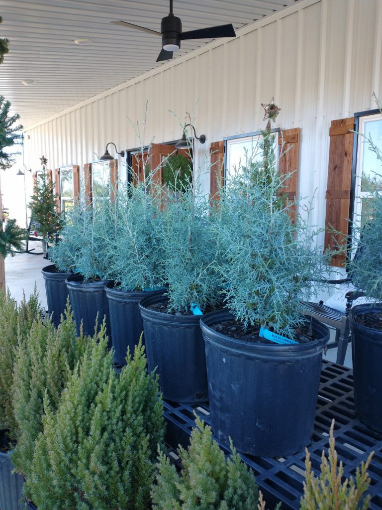 Arizona Blue Ice Cypress Tree - Bob Wells Nursery - U.S. Shipping