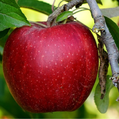 Jonared Apple Tree - Bob Wells Nursery - U.S. Shipping