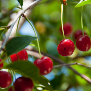 Lapins Cherry Tree - Bob Wells Nursery - U.S. Shipping