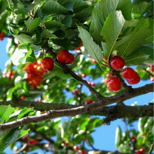 Montmorency Cherry Tree - Bob Wells Nursery - U.S. Shipping