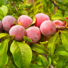 Toka Plum Tree - Bob Wells Nursery - U.S. Shipping