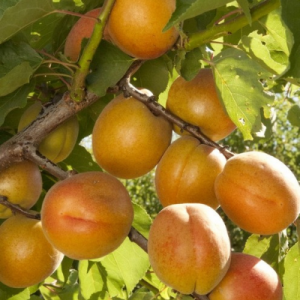 Cot-N-Candy Aprium Tree - Bob Wells Nursery - U.S. Shipping