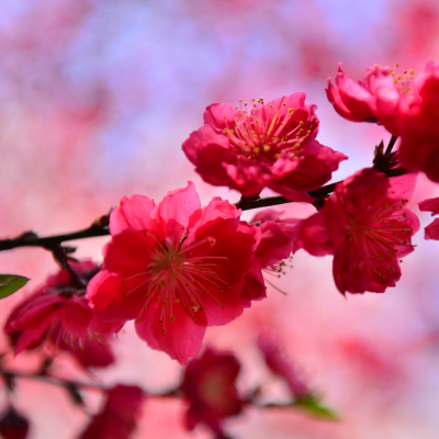 Red Baron Peach Tree - Bob Wells Nursery - U.S. Shipping