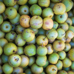 Shinseiki Asian Pear Tree - Bob Wells Nursery - U.S. Shipping