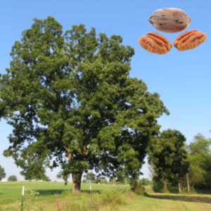 Stuart Pecan Tree - Bob Wells Nursery - U.S. Shipping