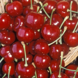 Van Cherry Tree - Bob Wells Nursery - U.S. Shipping