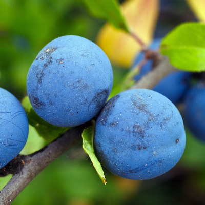 Morris Plum Tree - Bob Wells Nursery - U.S. Shipping