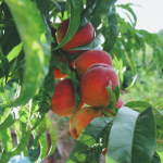 Ranger Peach Tree - Bob Wells Nursery - U.S. Shipping