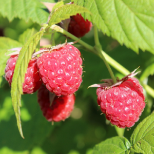 Heritage Red Raspberry Plant - Bob Wells Nursery - U.S. Shipping