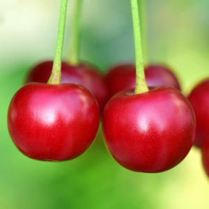 Bali Cherry Tree - Buy Cherry Trees Online