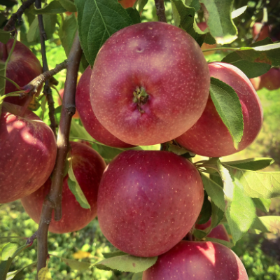 Apple Trees - Tyler, TX - Bob Wells Nursery