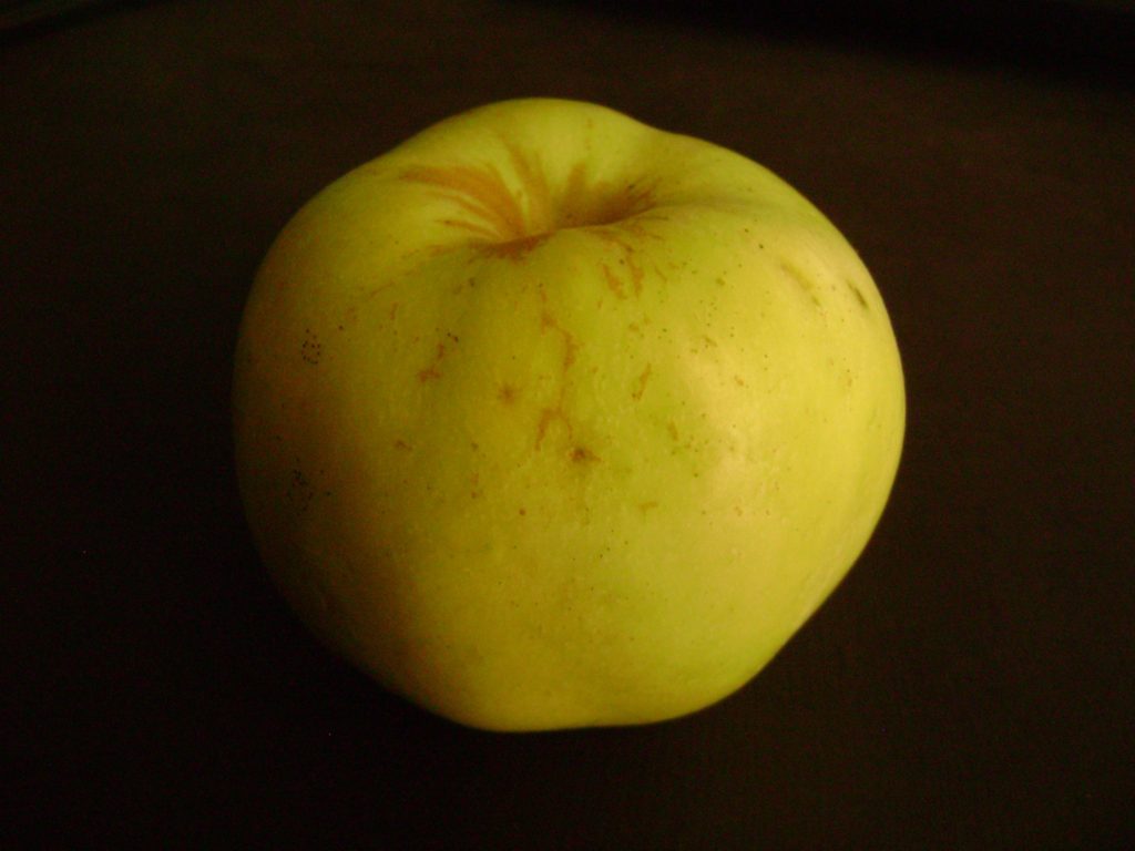 Dwarf Ein Shemer Apple Tree - Bob Wells Nursery