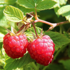 Canby Red Raspberry Plant - Bob Wells Nursery - U.S. Shipping