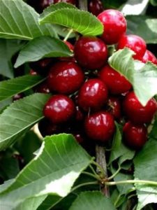 Royal Crimson Cherry Tree - Bob Wells Nursery - U.S. Shipping