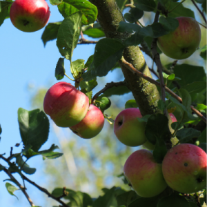 Cortland Apple Tree - Bob Wells Nursery - U.S. Shipping