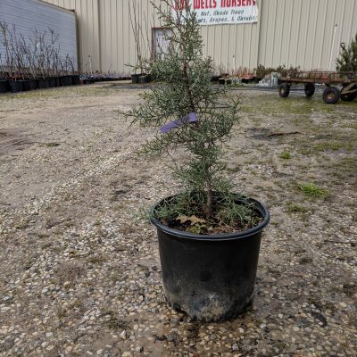 Arizona Blue Ice Cypress Tree - Bob Wells Nursery - U.S. Shipping