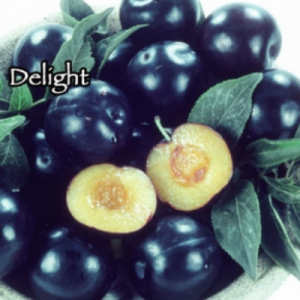 Plum Trees - Bob Wells Nursery at Sorelle Farms - Mineola, TX