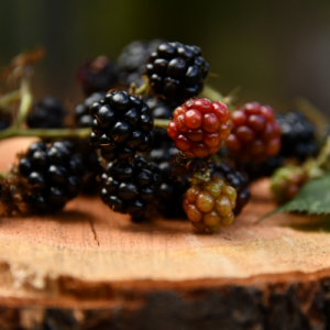 Bob Wells Nursery - Grow Your Own Food - U.S. Shipping