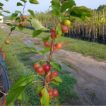 Dolgo Fruiting Crabapple Tree - Bob Wells Nursery - U.S. Shipping