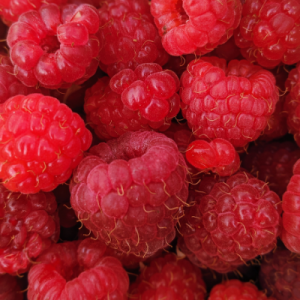 Dorman Red Raspberry Plant - Bob Wells Nursery - U.S. Shipping