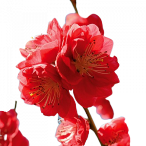 Double Red Flowering Peach Tree - Bob Wells Nursery - U.S. Shipping