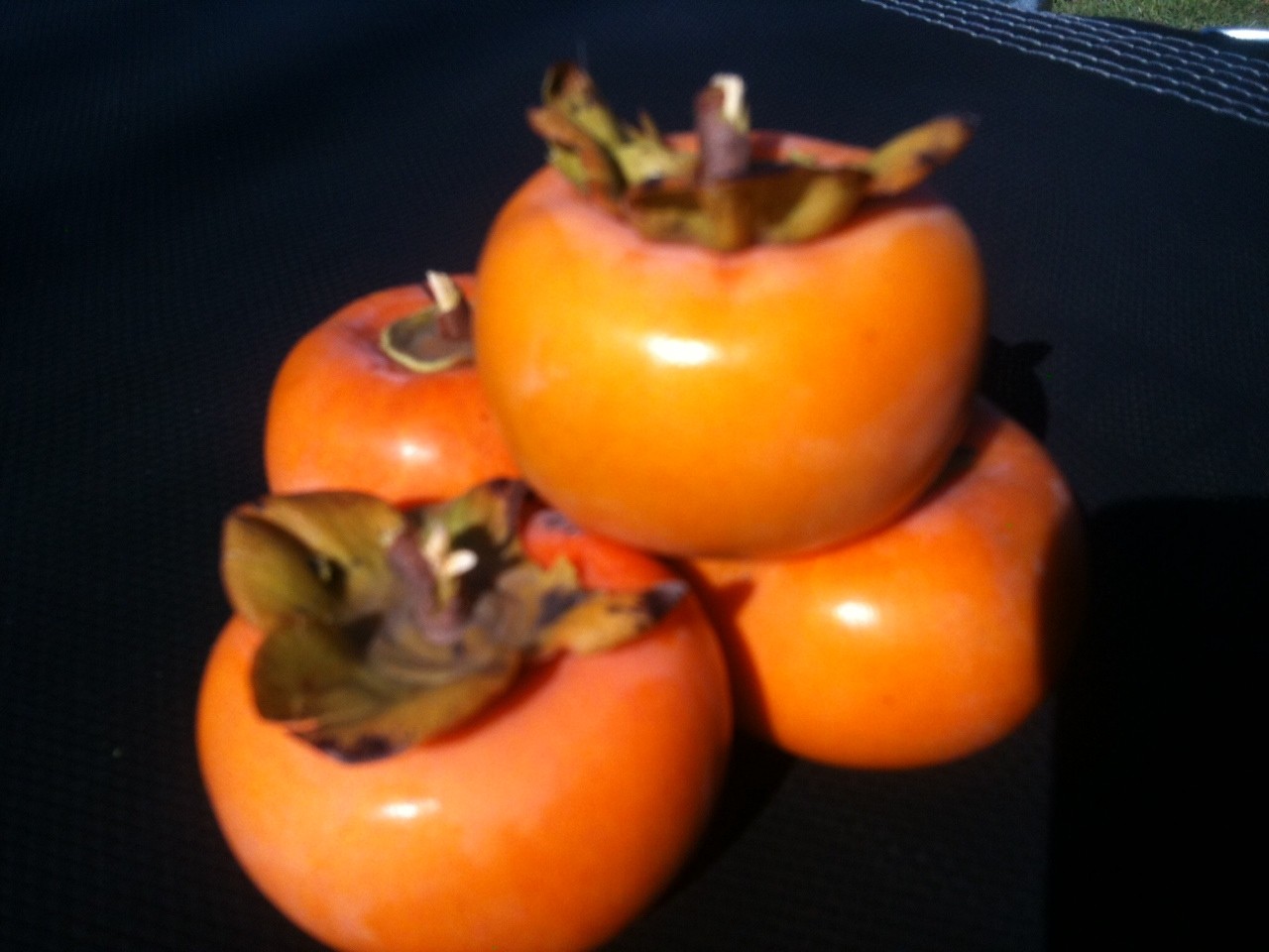 Giant Fuyu Persimmon Tree - Bob Wells Nursery