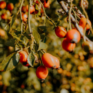 Tanenashi Japanese Persimmon Tree - Bob Wells Nursery - U.S. Shipping