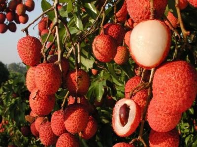 Mauritius Lychee Plant - Bob Wells Nursery - U.S. Shipping