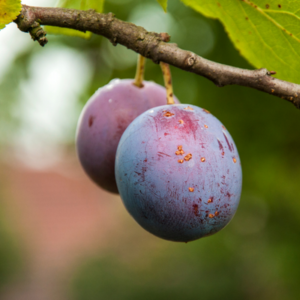 Plum Trees - Bob Wells Nursery at Sorelle Farms - Mineola, TX