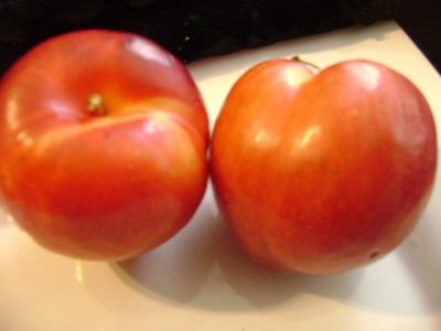 Bruce Plum Tree - Bob Wells Nursery - U.S. Shipping