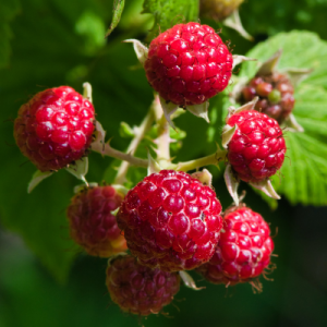 Latham Red Raspberry Plant - Bob Wells Nursery - U.S. Shipping