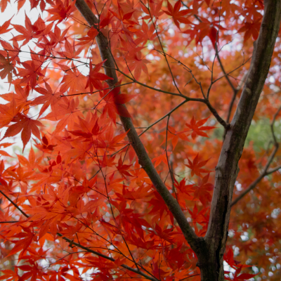 Autumn Blaze Red Maple Tree - Bob Wells Nursery - U.S. Shipping