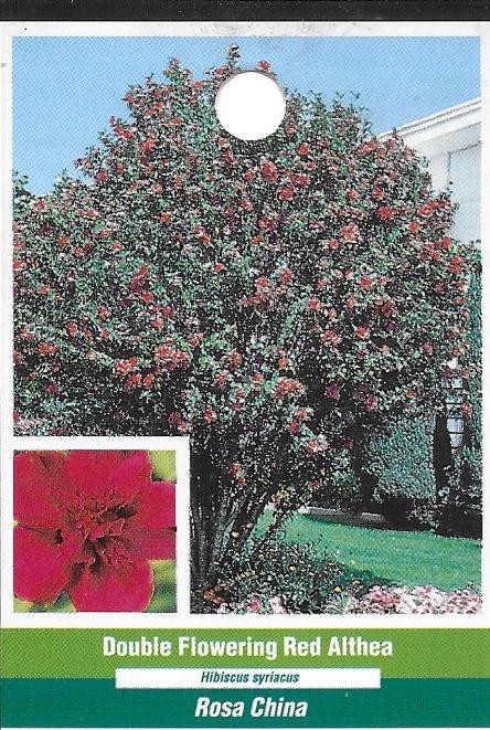 Red Althea Plant - Bob Wells Nursery - U.S. Shipping