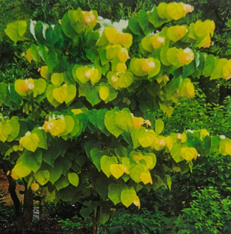 Rising Sun Redbud Tree - Bob Wells Nursery - U.S. Shipping