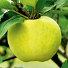 Semi-Dwarf Lodi Apple Tree - Bob Wells Nursery - U.S. Shipping