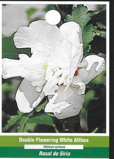 White Althea Plant - Bob Wells Nursery - U.S. Shipping