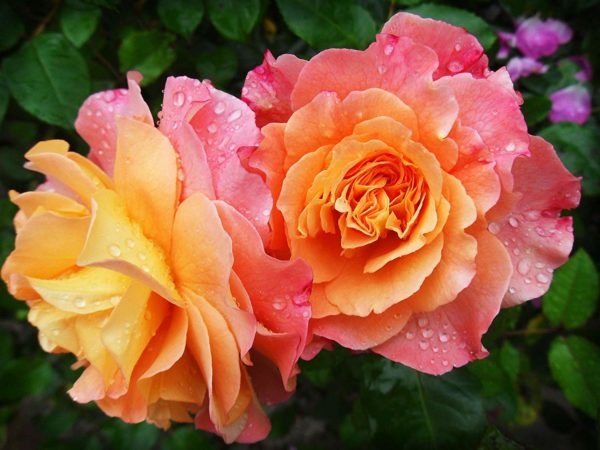 Talisman Rose - Bob Well Nursery