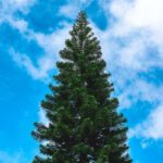 Afghan Pine - Bob Wells Nursery - U.S. Shipping
