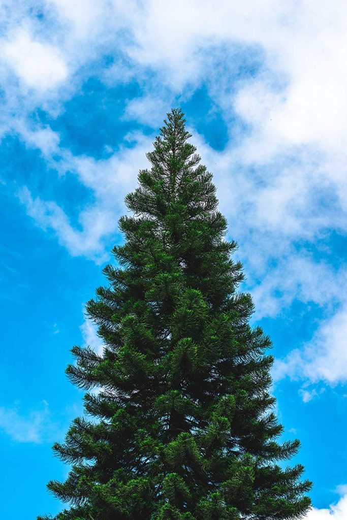 Afghan Pine Tree - Bob Wells Nursery - U.S. Shipping
