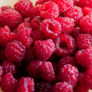 Nova Raspberry Plant - Bob Wells Nursery - U.S. Shipping