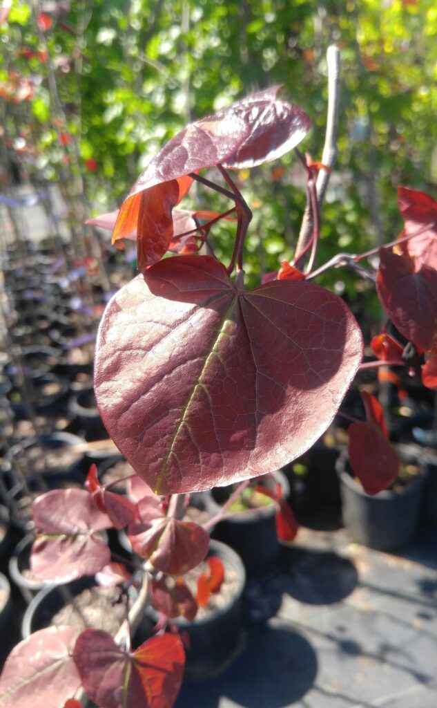 Merlot Redbud Tree - Bob Wells Nursery - U.S. Shipping